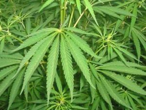 Canapa indiana nel giardino, tra patate e pomodori