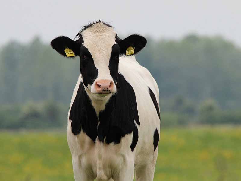 Mucche in piazza della Repubblica, venerdì è ''Un giorno da allevatore''