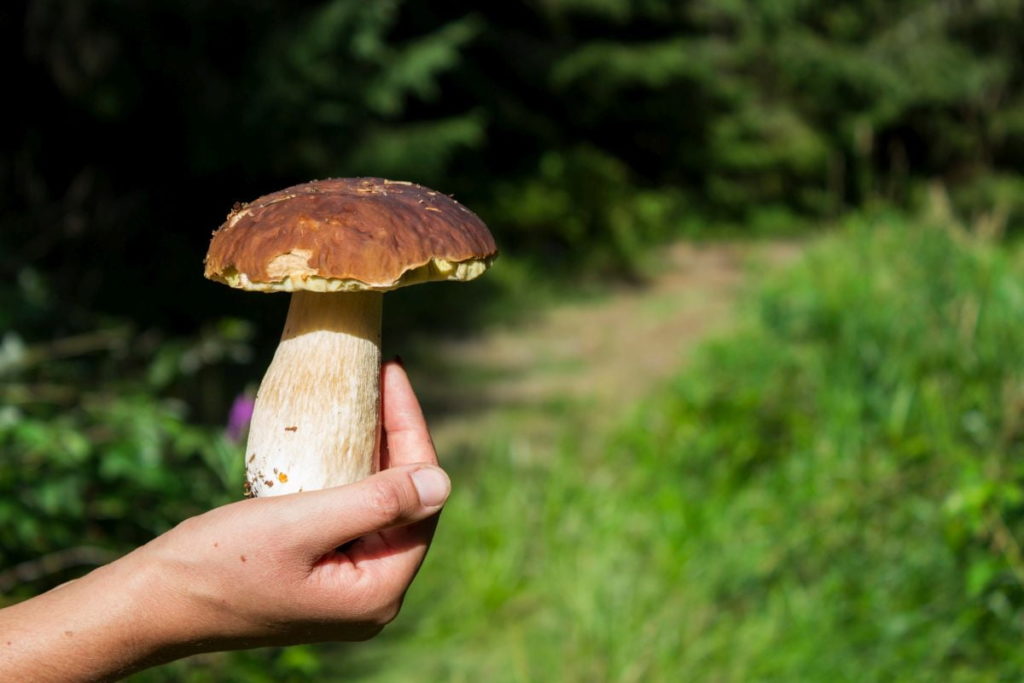 Raccolta dei funghi in Toscana: il "tesserino" e le info per i cercatori